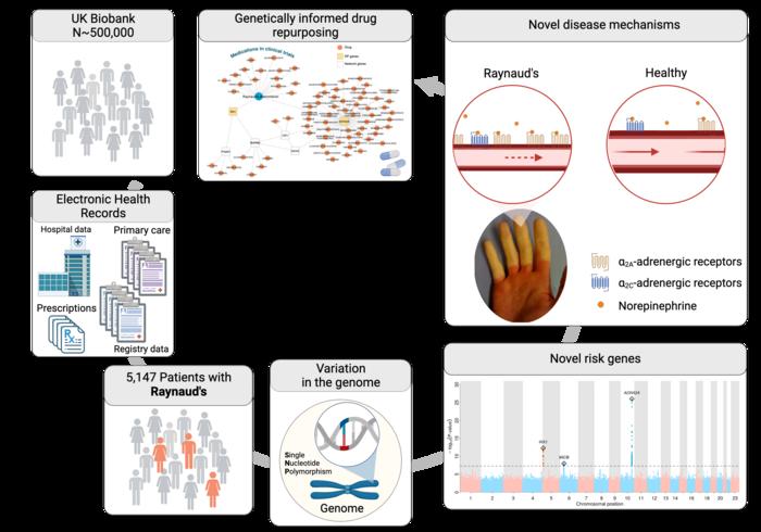 Researchers find genetic cause of Raynaud’s p | EurekAlert!