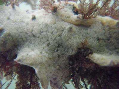 Rock Vomit -- Didemnum vexi [IMAGE] | EurekAlert! Science News Releases