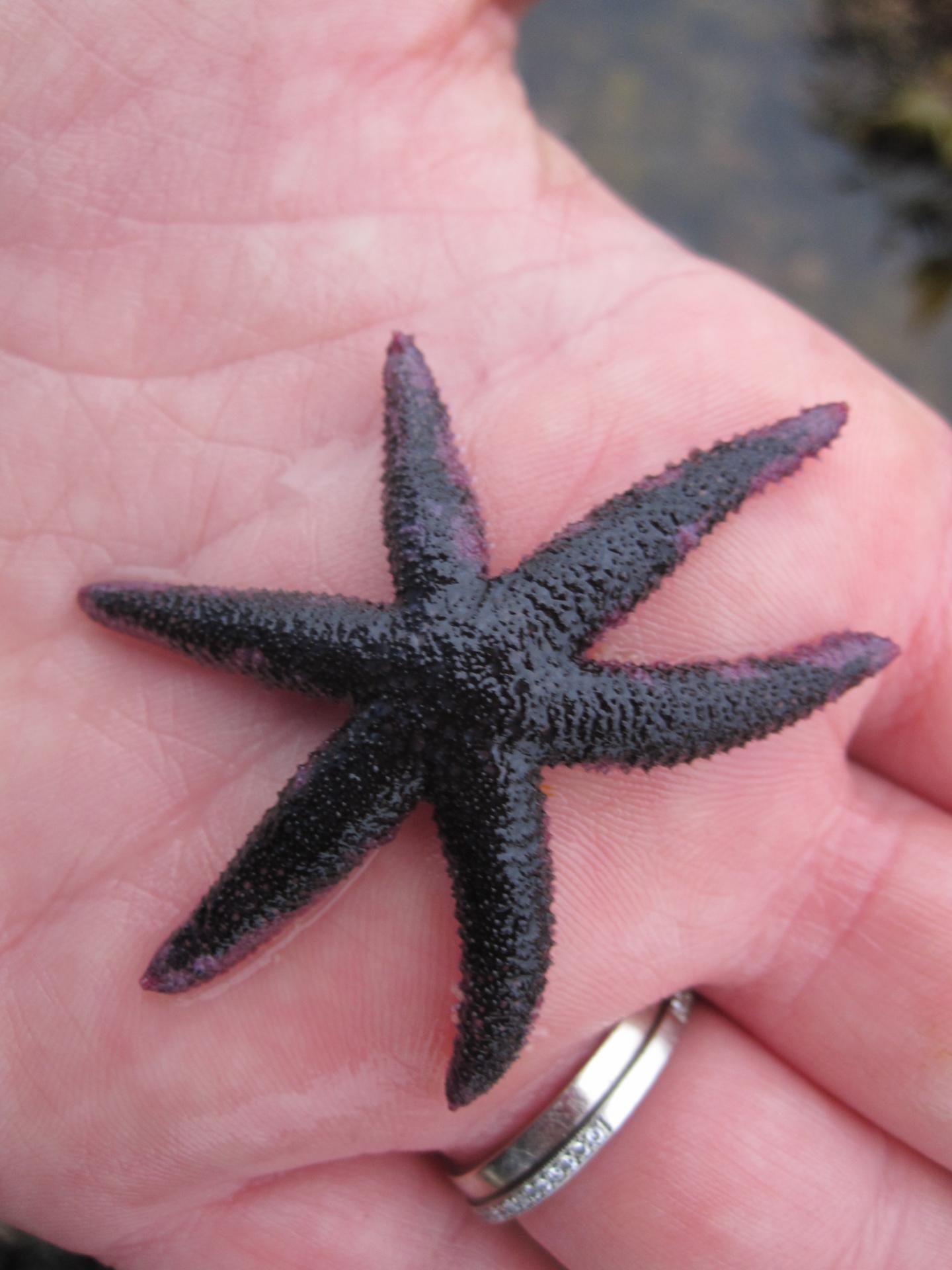 Six-Armed Sea Star [IMAGE] | EurekAlert! Science News Releases