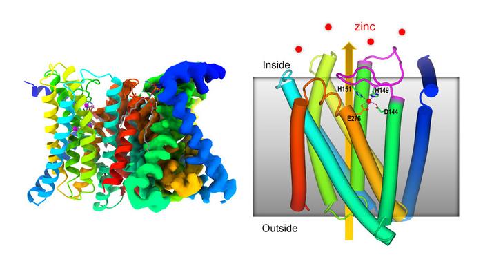Zinc transporter has built-in self-regulating | EurekAlert!