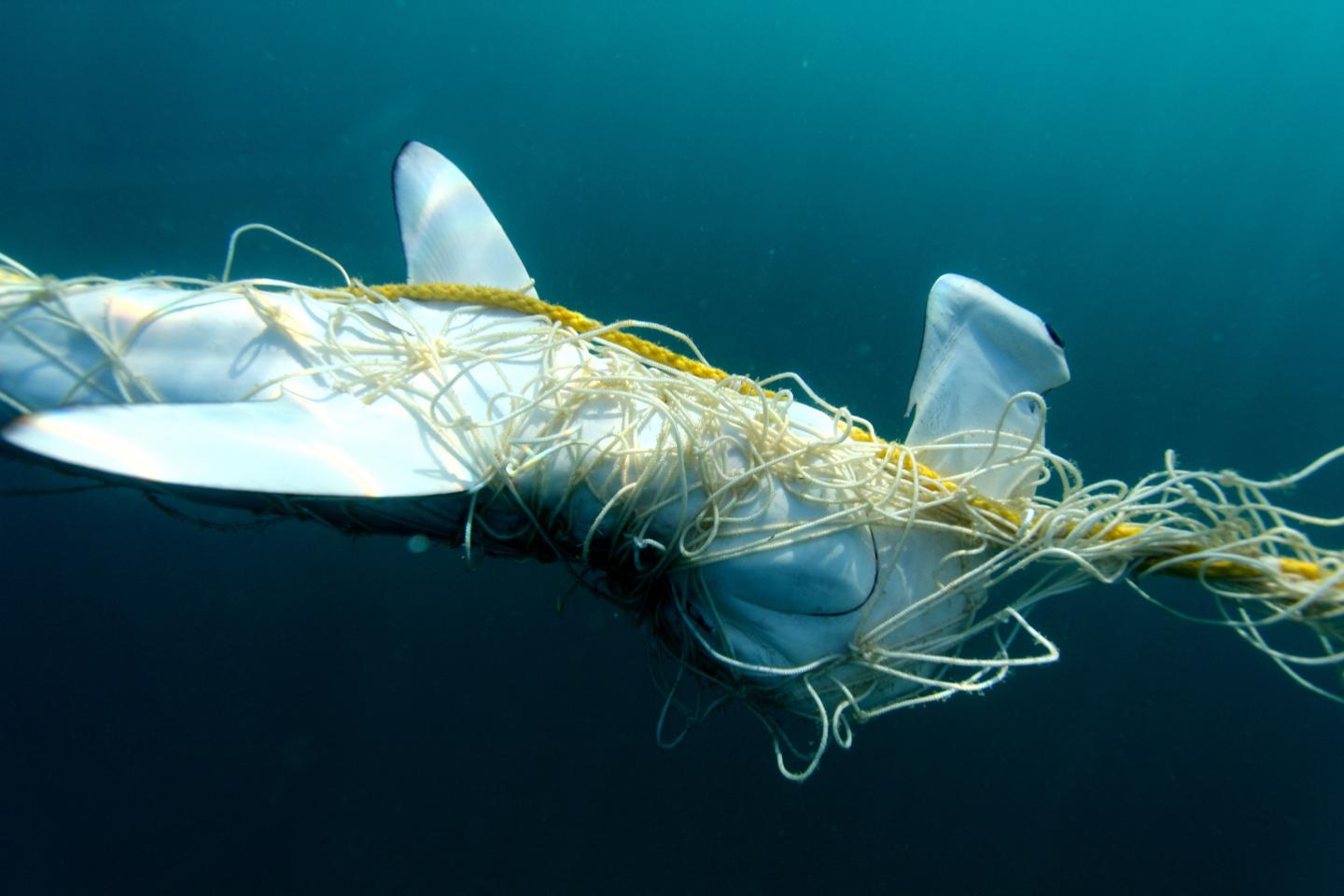 Entangled Hammerhead [IMAGE] | EurekAlert! Science News Releases