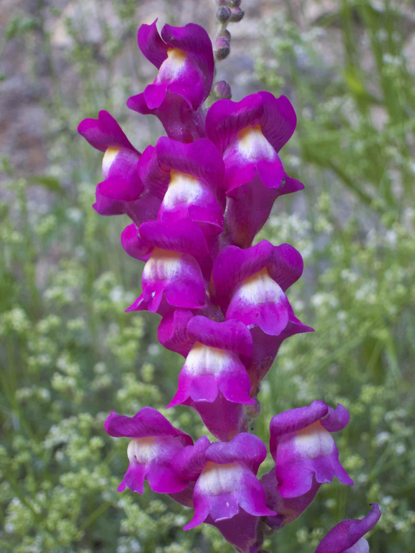 Snapdragon [IMAGE] | EurekAlert! Science News Releases
