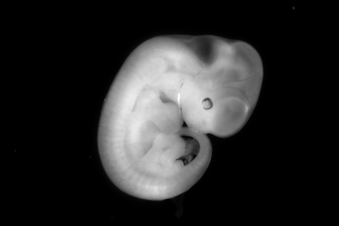 Mouse [image] Eurekalert Science News Releases