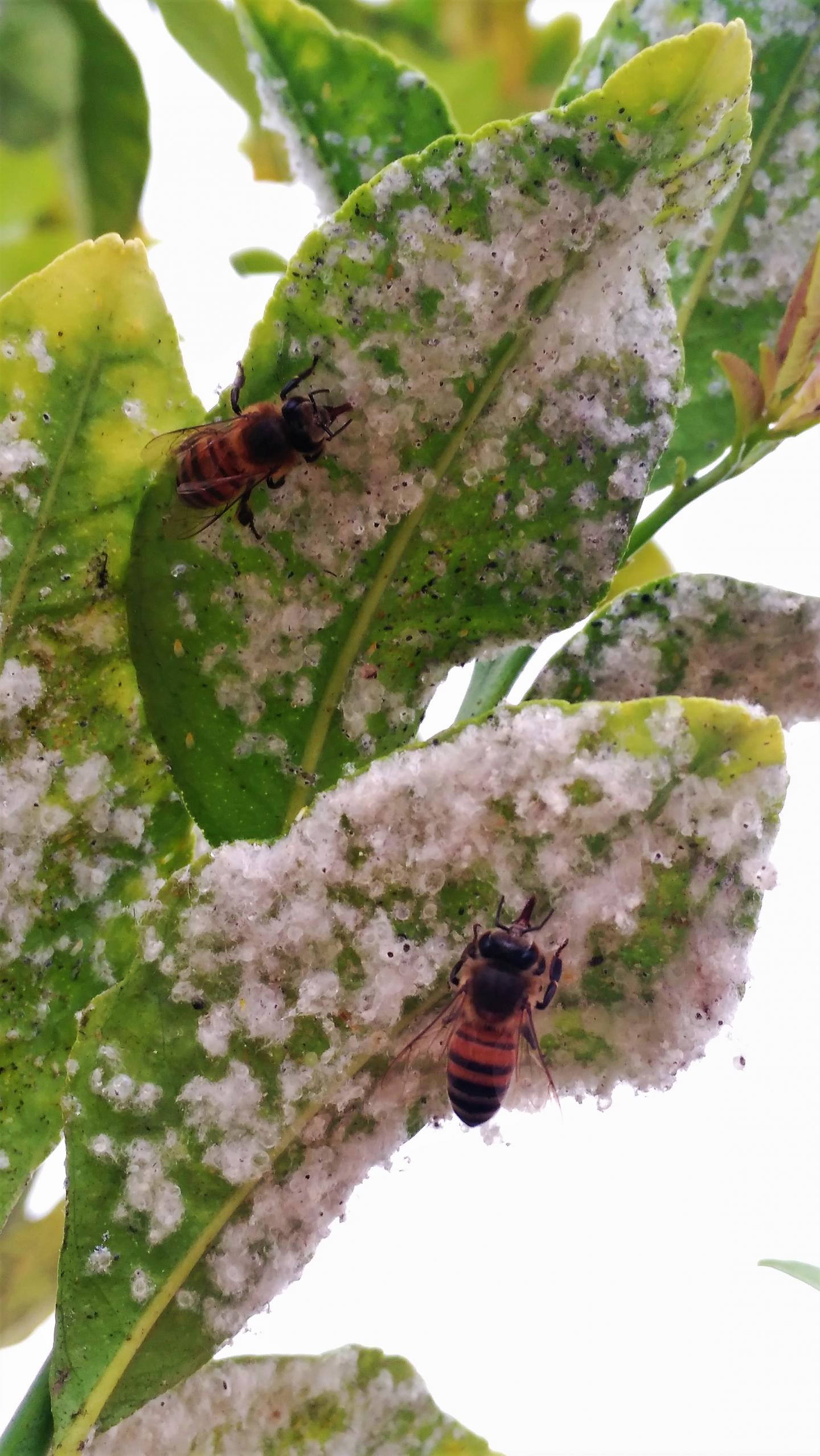 Honeybees [IMAGE] | EurekAlert! Science News Releases