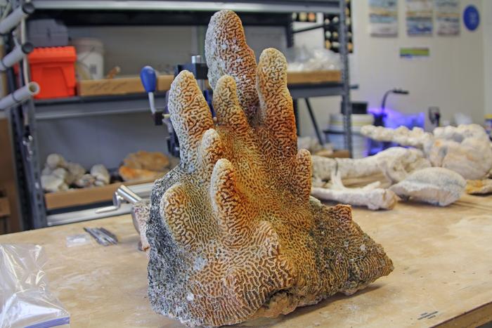 Subfossil Hard Pillar Coral [IMAGE] | EurekAlert! Science News Releases