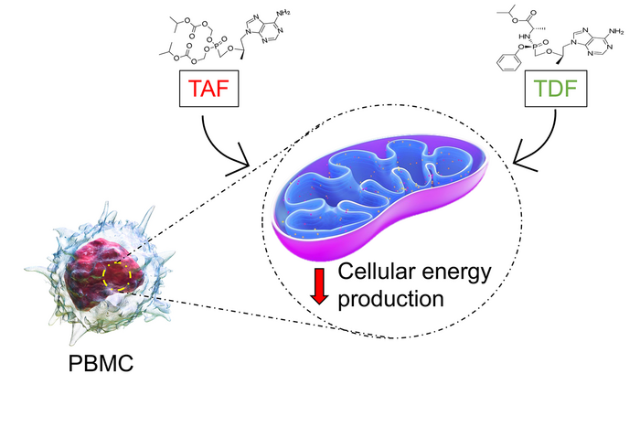 Commonly used antiretroviral drugs used to tr | EurekAlert!