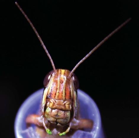 Locust Trained to Recognize Od [IMAGE] | EurekAlert! Science News Releases