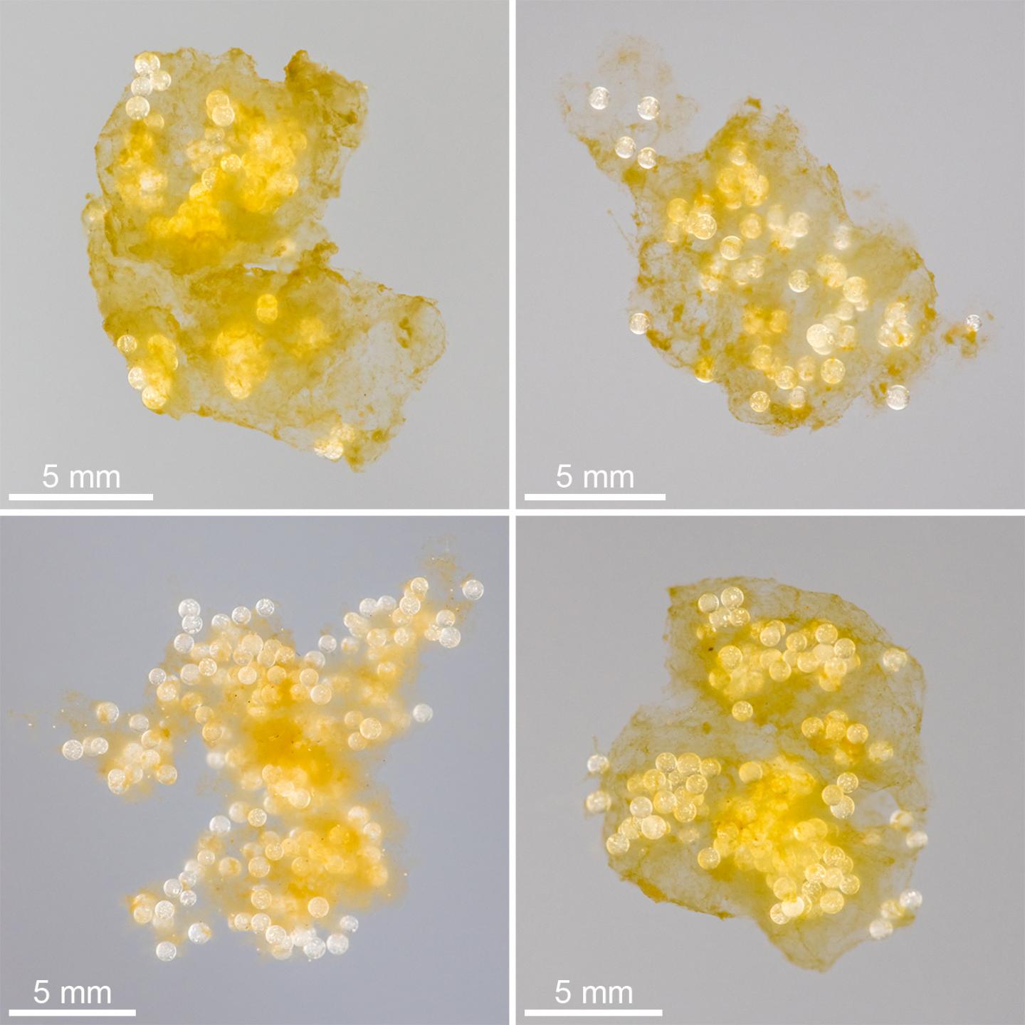 Aggregates [IMAGE] | EurekAlert! Science News Releases