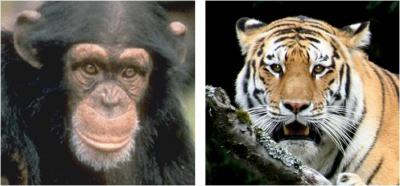 Study says eyes evolved for X-Ray vision | EurekAlert!