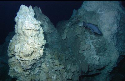 Wreckfish [IMAGE] | EurekAlert! Science News Releases