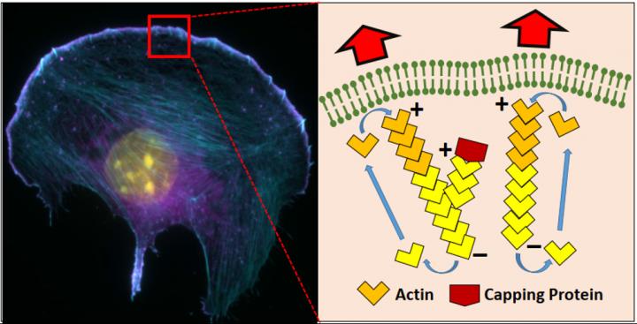 Cell migration [IMAGE] | EurekAlert! Science News Releases