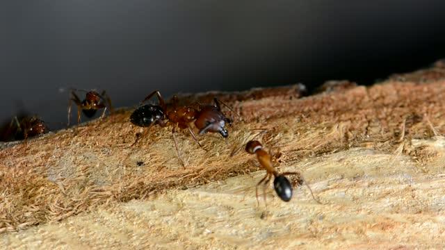 How Epigenetics Can Affect Ants' Behavior (6 | EurekAlert!