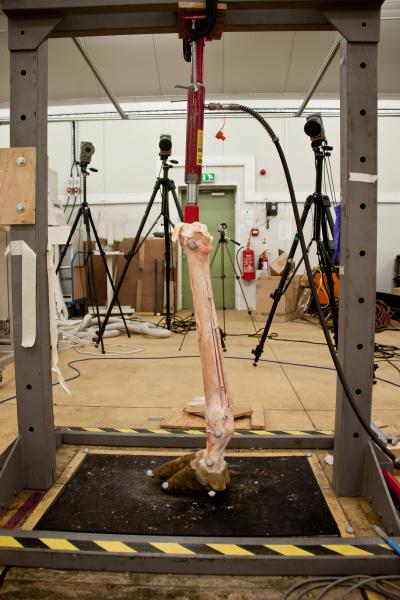 Groovy giraffes…distinct bone structures keep | EurekAlert!