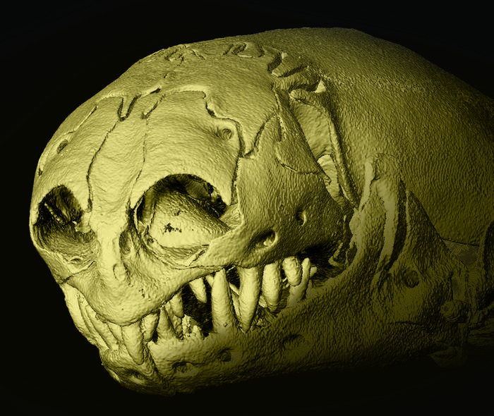 Texas researchers shed light on bizarre worm- | EurekAlert!