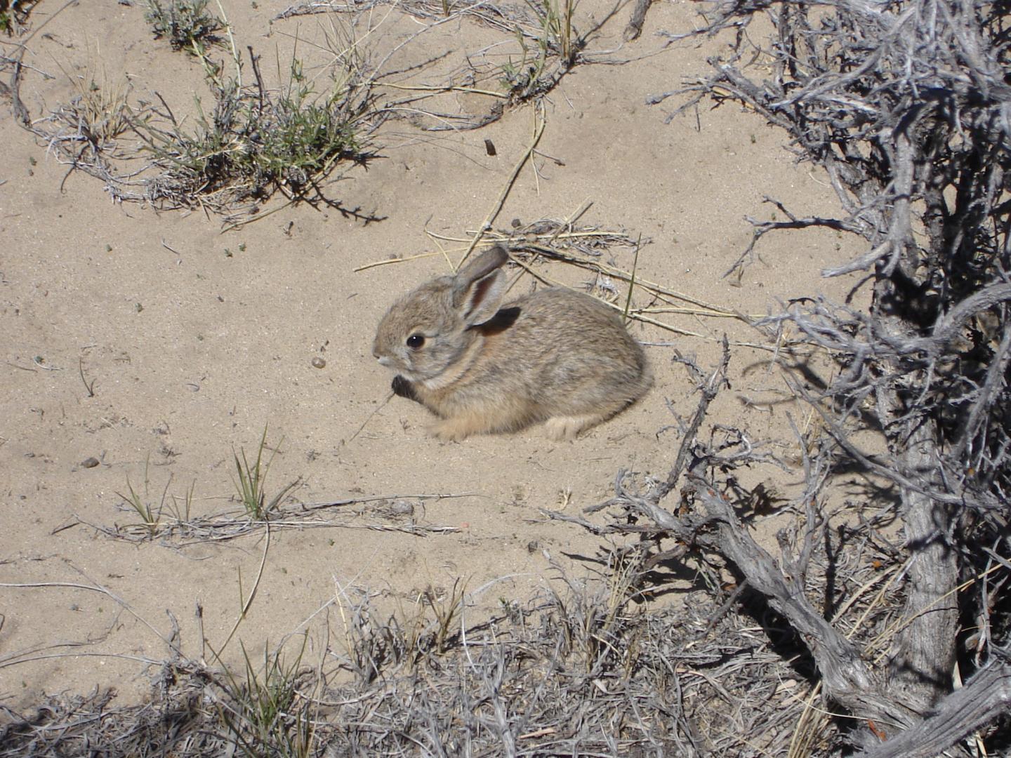 Pygmy Rabbit [IMAGE] | EurekAlert! Science News Releases