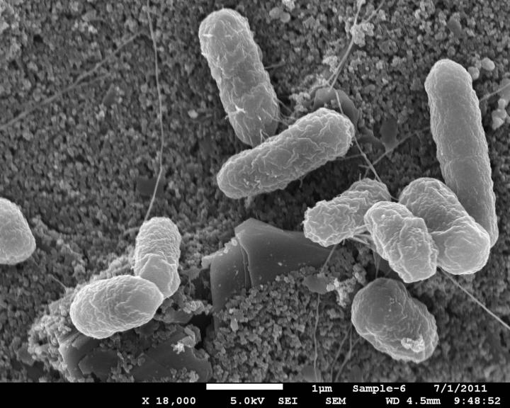 Controlling levels of specific gut bacteria c | EurekAlert!