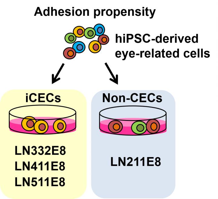 Fig.2 [IMAGE] | EurekAlert! Science News Releases