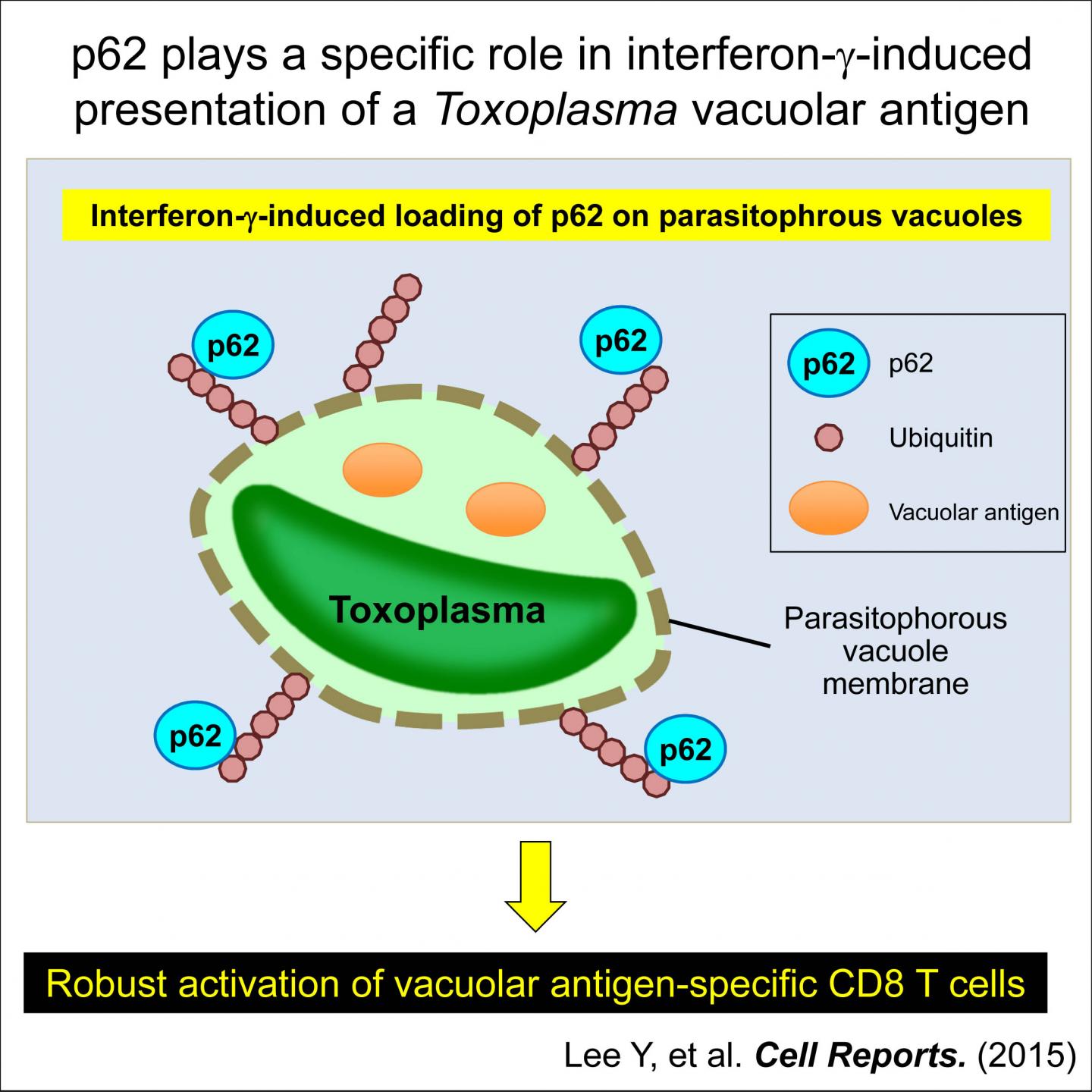 Specific Role of p62 [IMAGE] | EurekAlert! Science News Releases