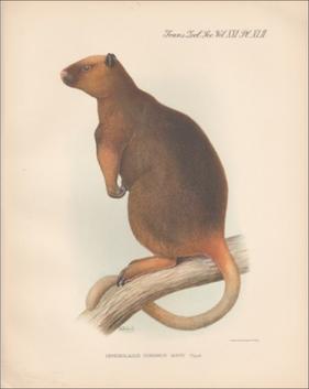 Wondiwoi Tree Kangaroo [IMAGE] | EurekAlert! Science News Releases