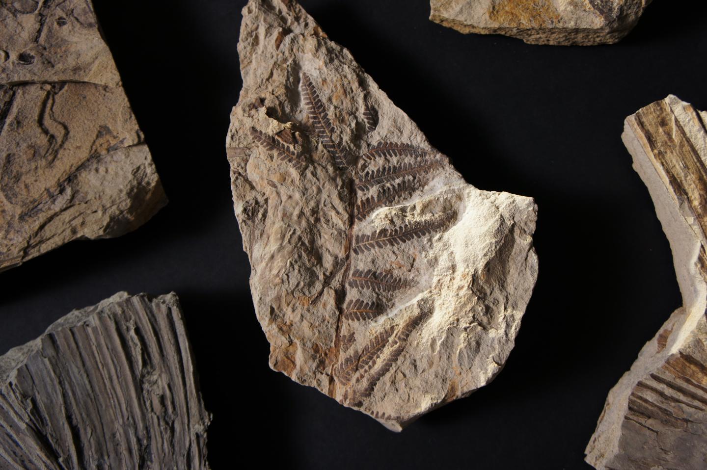New Colorado Fossil Record Doc [IMAGE] | EurekAlert! Science News Releases