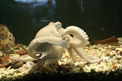 How the octopus forms an elbow | EurekAlert!