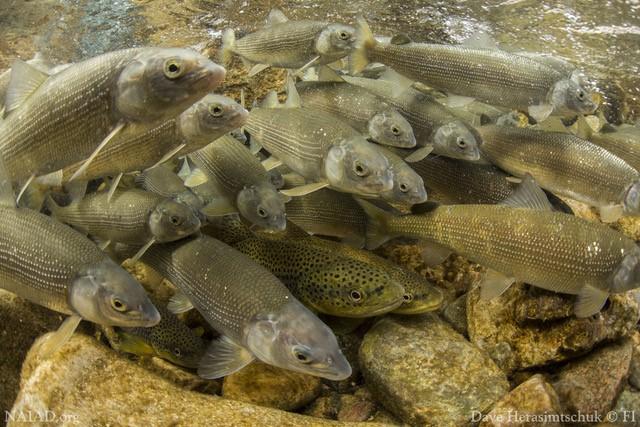 Fish Communities [IMAGE] | EurekAlert! Science News Releases