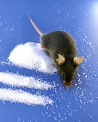 Comparing Strains of Lab Mice Reveals Mutatio | EurekAlert!