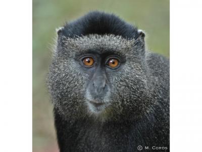 Blue Monkey | EurekAlert!