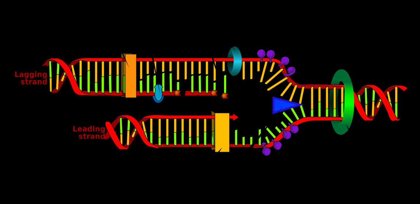 Figure 1: DNA Replication [IMAGE] | EurekAlert! Science News Releases