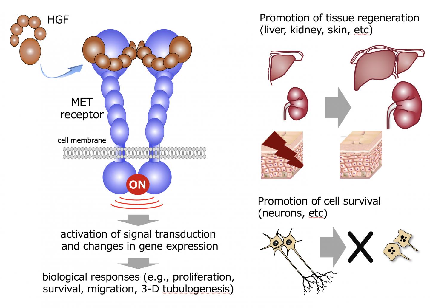 Scientists successfully obtain synthetic grow | EurekAlert!