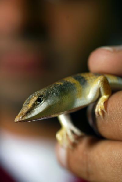 Sandfish Lizard (1 of 2) [IMAGE] | EurekAlert! Science News Releases