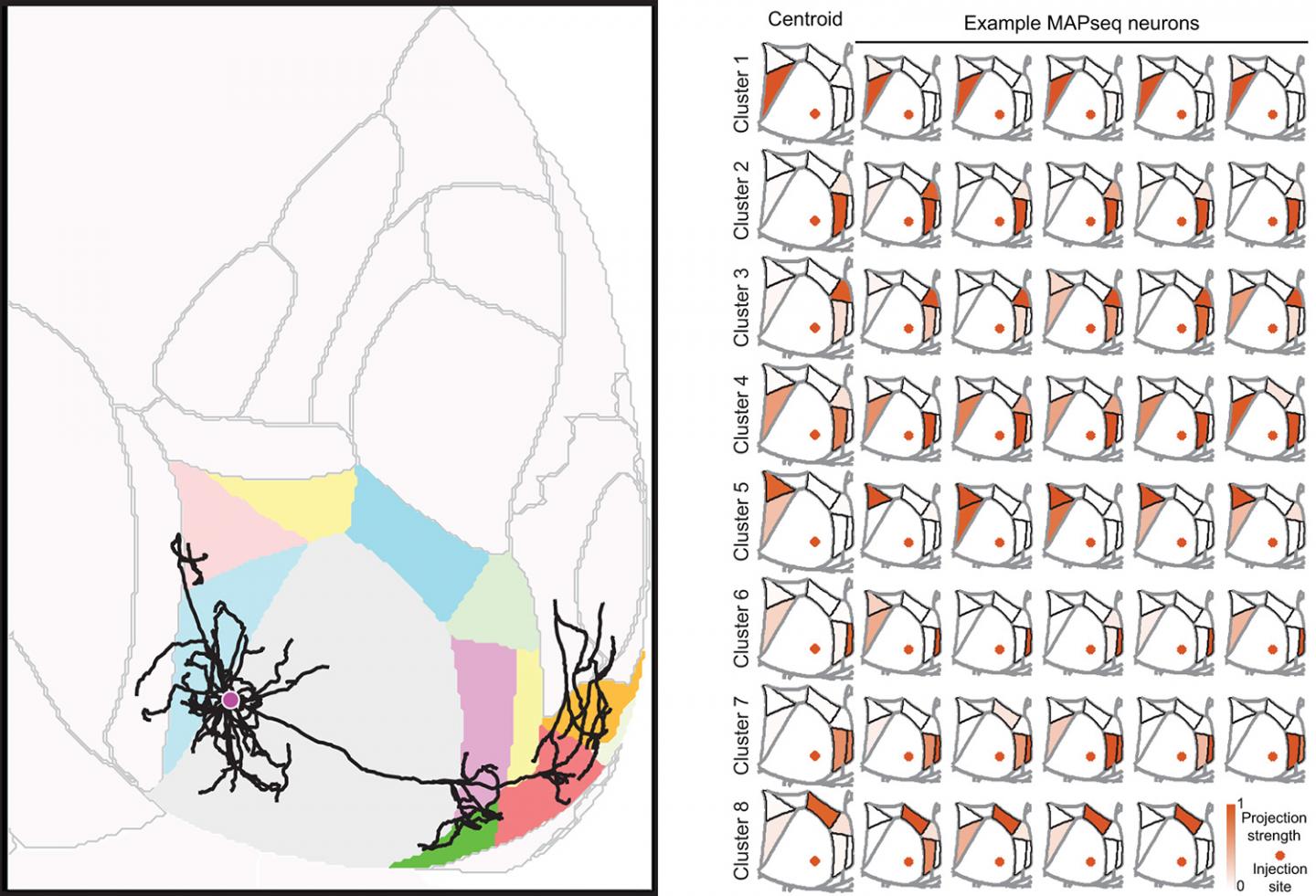 A New Way of Mapping the Brain [IMAGE] | EurekAlert! Science News Releases