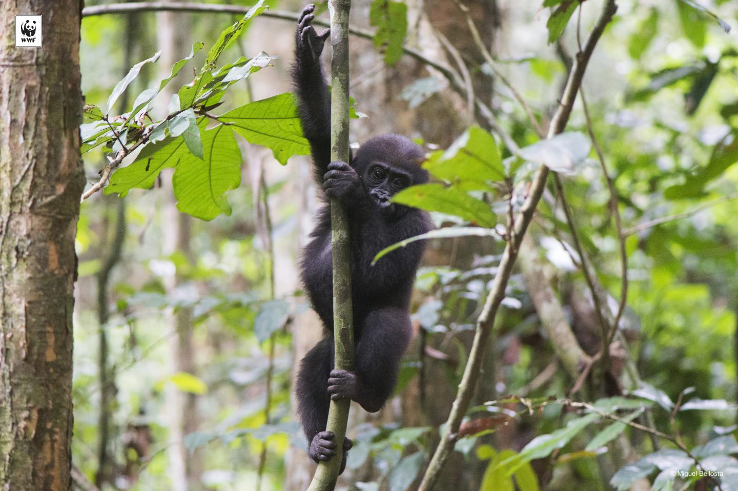 More Accurate Estimates of Great Ape Populati | EurekAlert!