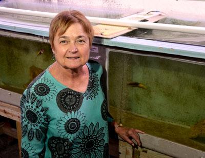 Captive breeding could transform the saltwate | EurekAlert!