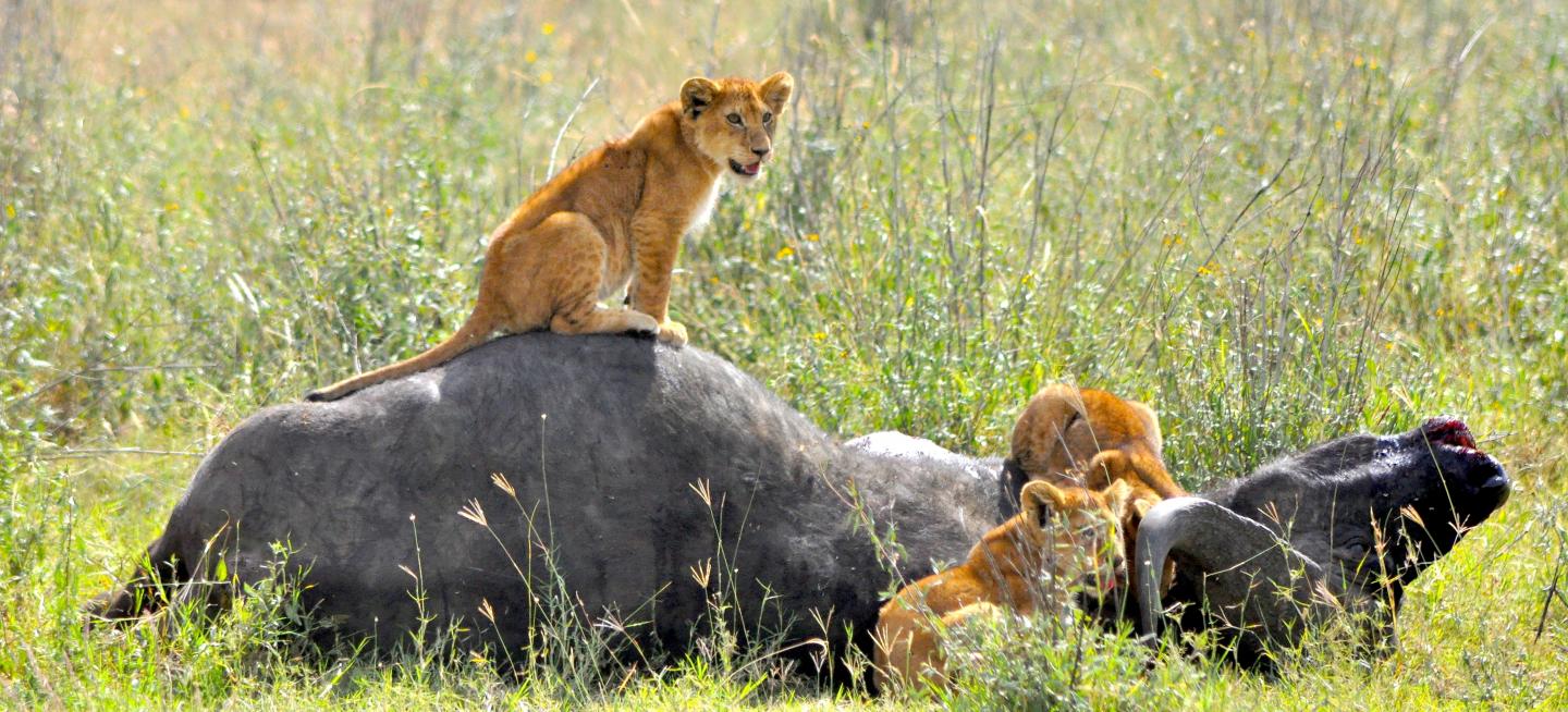 Predator-Prey Pattern Consiste [IMAGE] | EurekAlert! Science News Releases