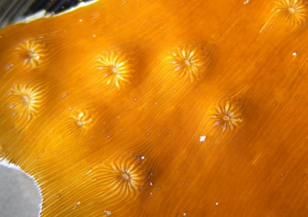 Close up of Leptoseris [IMAGE] | EurekAlert! Science News Releases