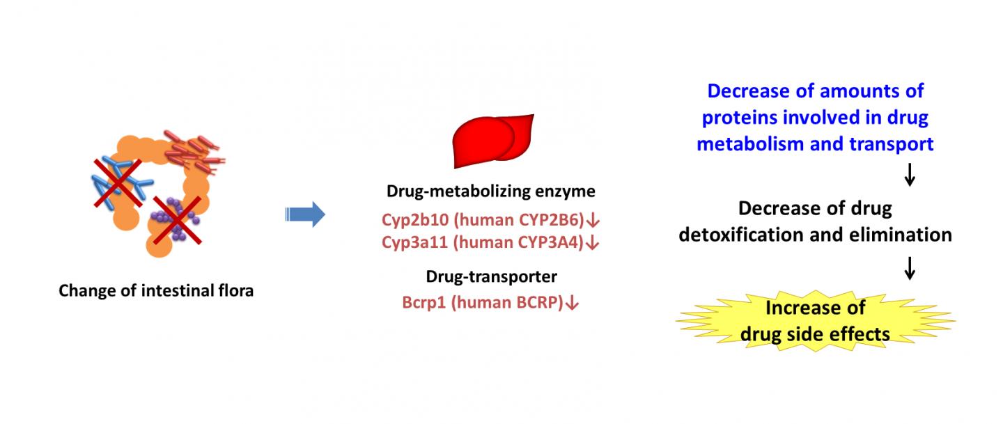 Changes in Protein Expression [IMAGE] | EurekAlert! Science News Releases