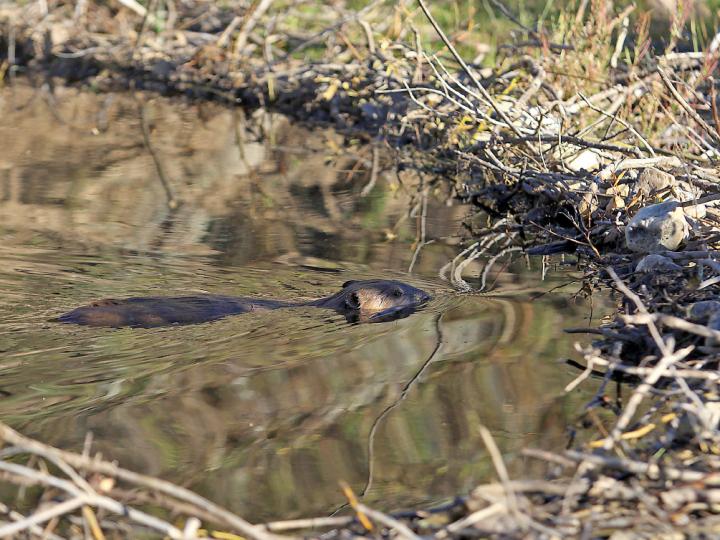Beaver Building Dam [IMAGE] | EurekAlert! Science News Releases