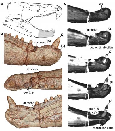 A Paleozoic Pain in the Jaw [IMAGE] | EurekAlert! Science News Releases