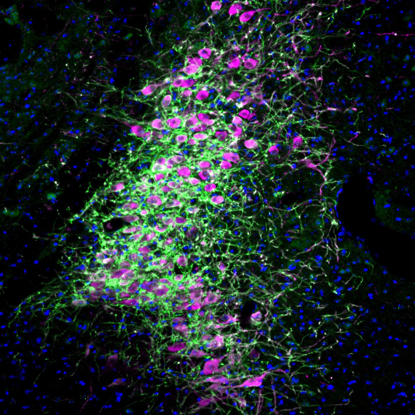 Locus Coeruleus Neurons [image] Eurekalert Science News Releases