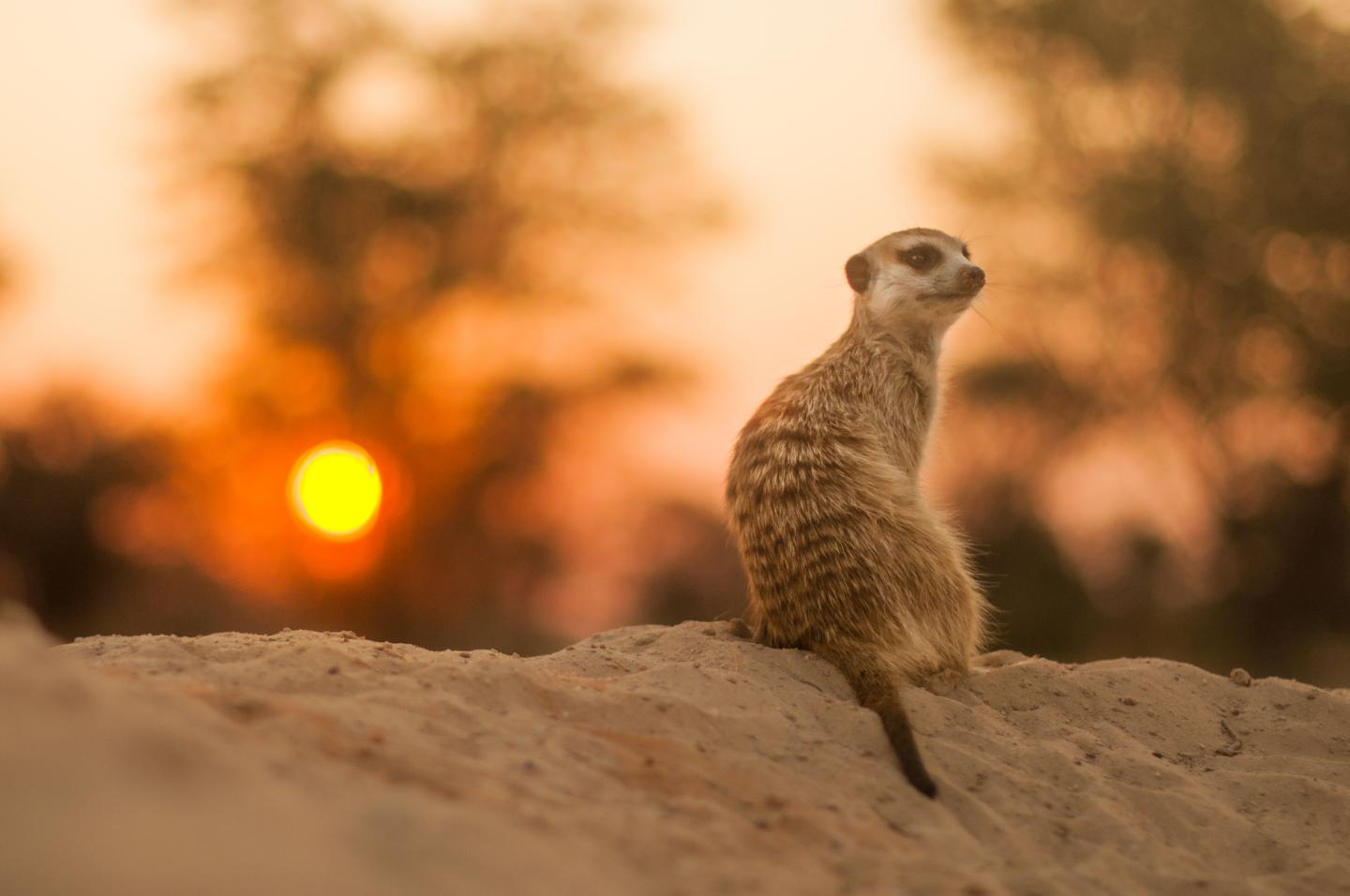 Desert Meerkat