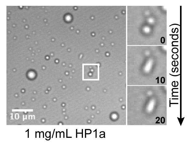 HP1a Drops [IMAGE] | EurekAlert! Science News Releases