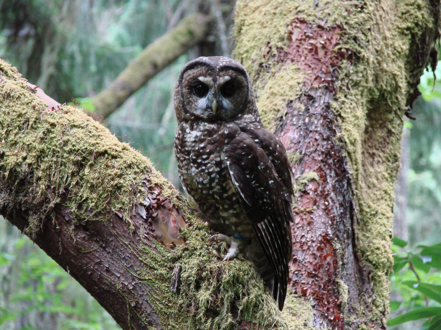 Spotted Owl [IMAGE] | EurekAlert! Science News Releases