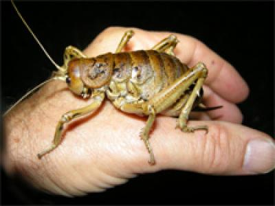 Female Giant Weta ( Deinacri [IMAGE] | EurekAlert! Science News Releases