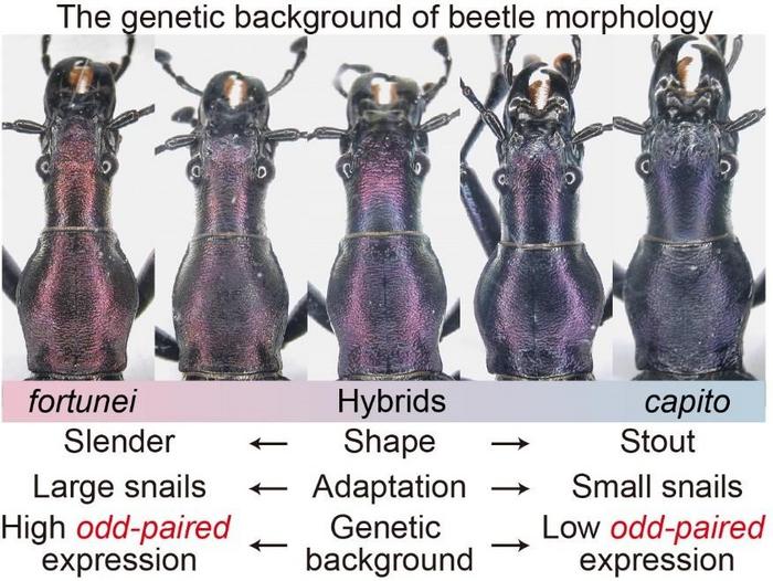 The genetic background of beet [IMAGE] | EurekAlert! Science News Releases