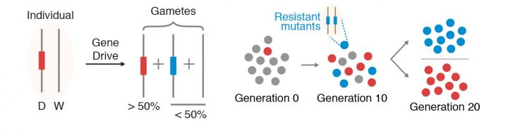 An Alternative, More Stable Gene Drive (2 of | EurekAlert!
