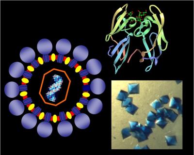 Crystals, Virus and Protein St [IMAGE] | EurekAlert! Science News Releases