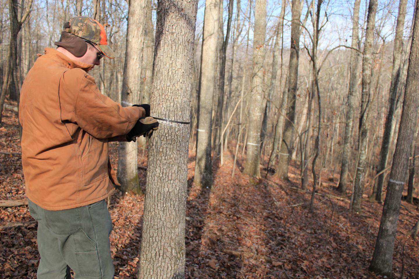 New model is first to predict tree growth in | EurekAlert!