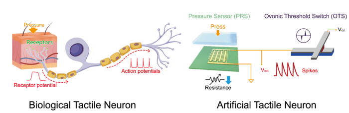 Figure [IMAGE] | EurekAlert! Science News Releases
