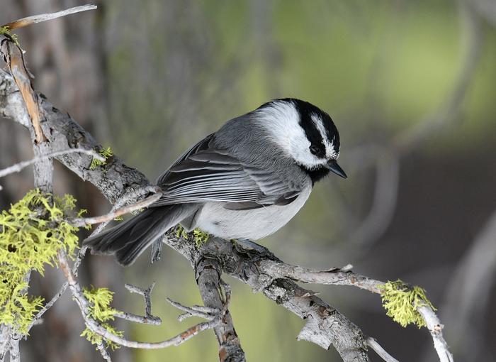 Mountain chickadee [IMAGE] | EurekAlert! Science News Releases